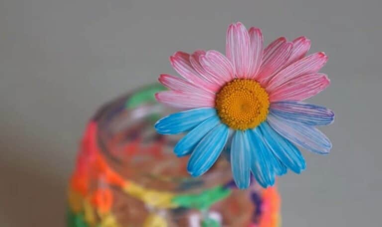 Colorer des fleurs : une expérience facile