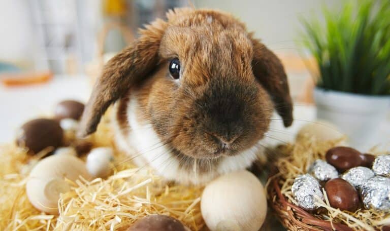 Lapin de Pâques : 5 traditions adorables